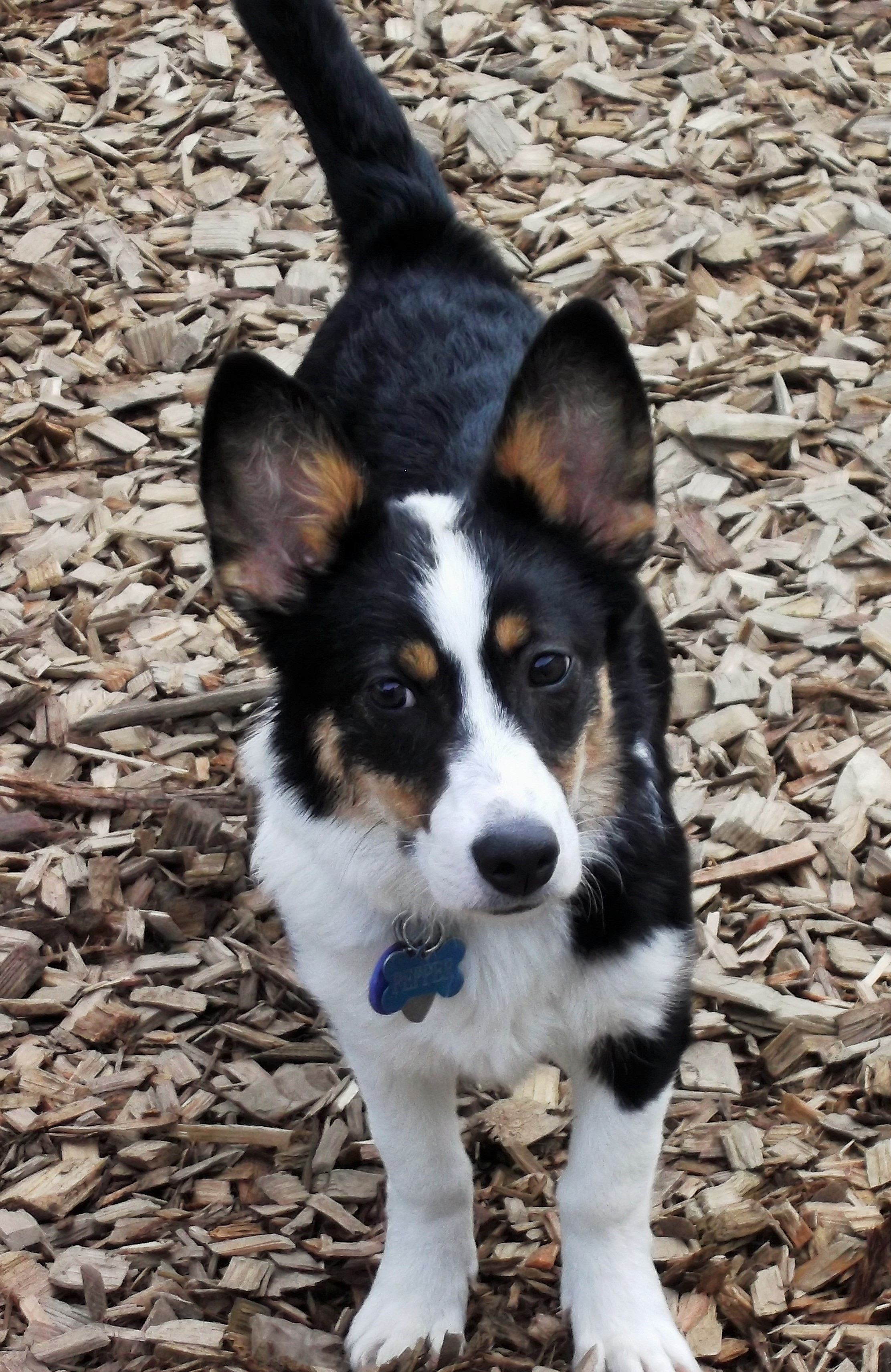 dog boarding dog daycare grooming | marysville wa | pampered pets