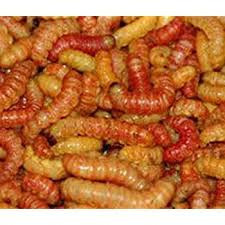 Butter Worms | Harbor Bait & Tackle