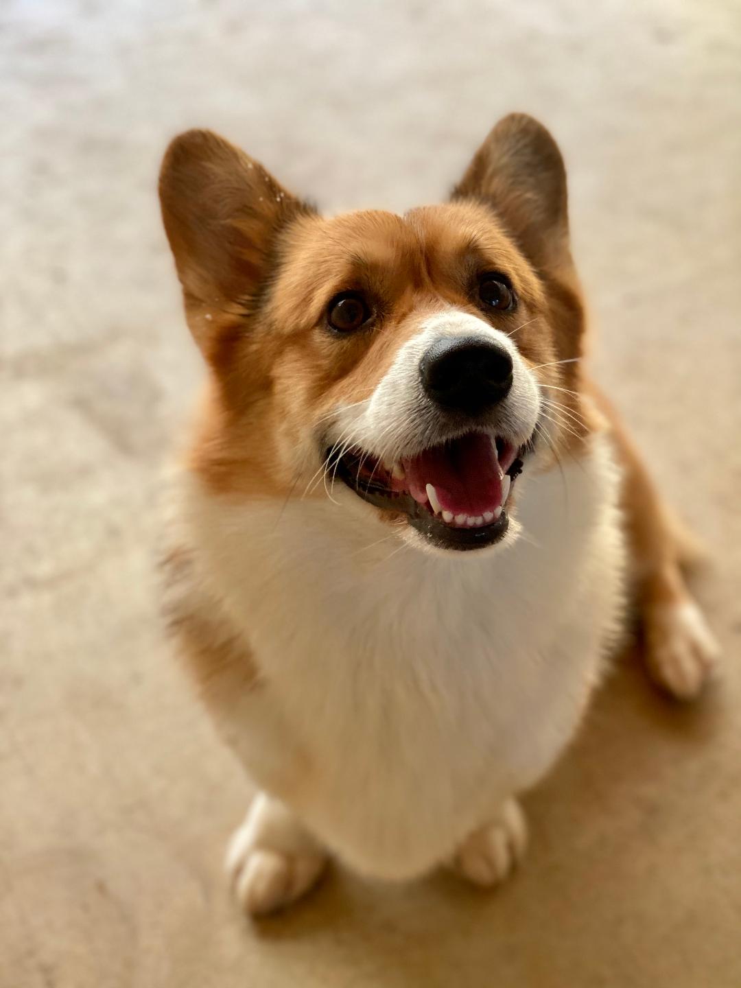 Corgi breeder | Corgis at Elfin Farms | United States