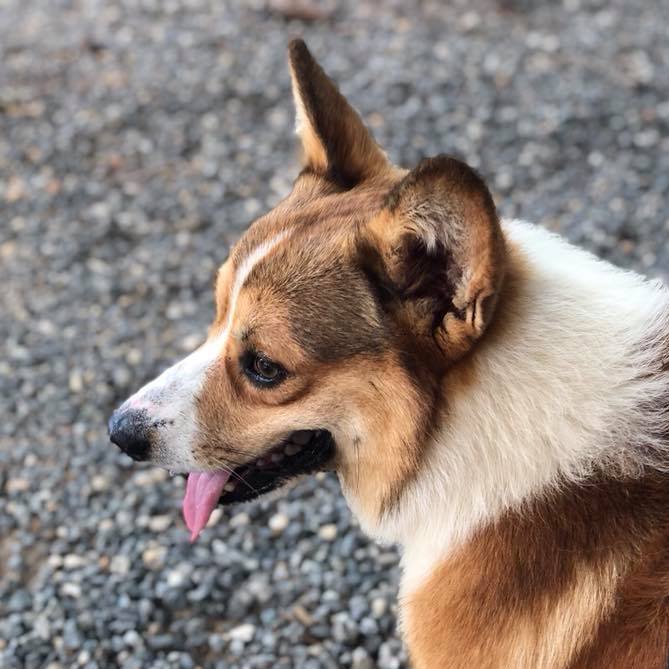 Corgi breeder | Corgis at Elfin Farms | United States