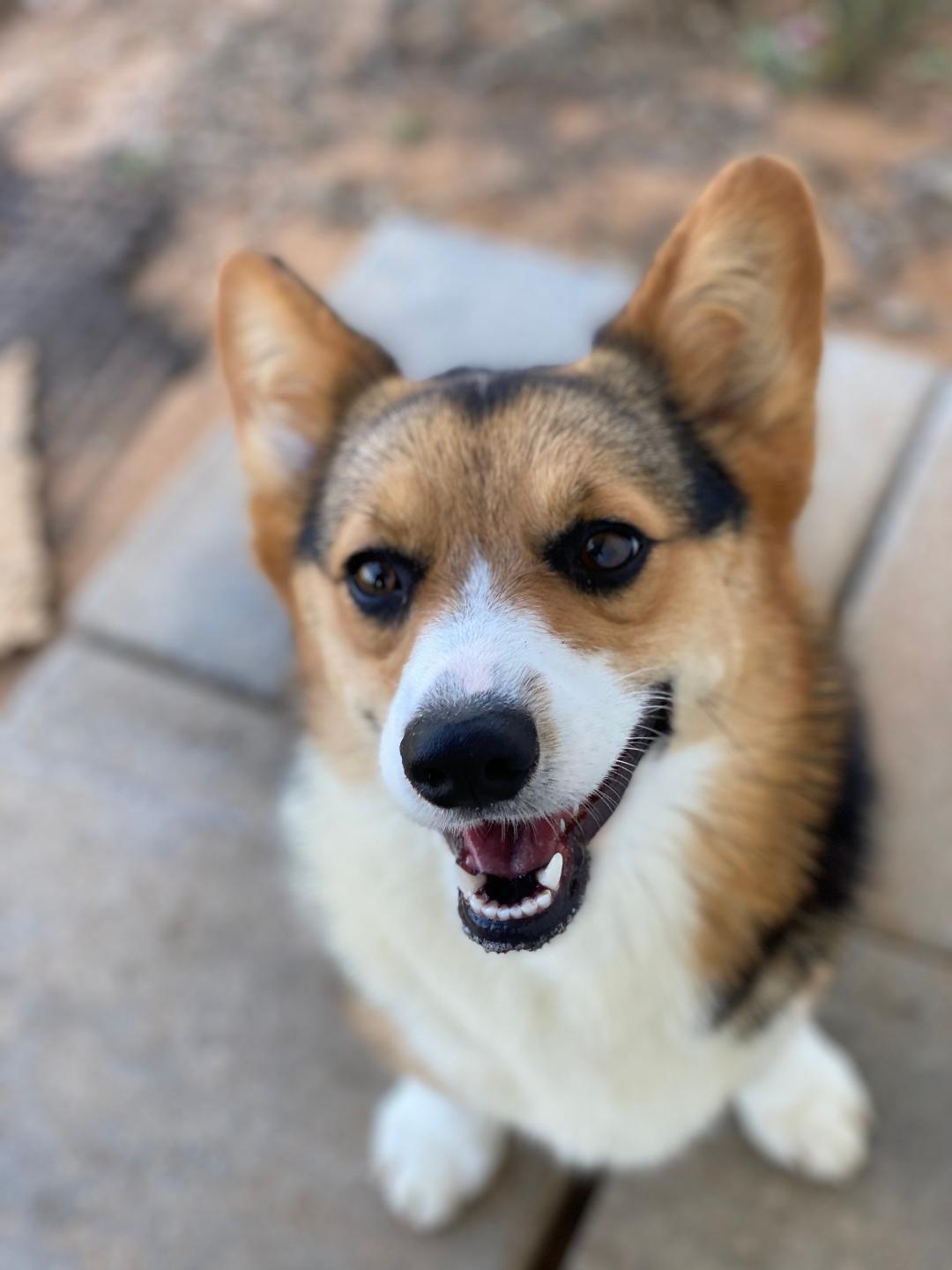 Corgi breeder | Corgis at Elfin Farms | United States