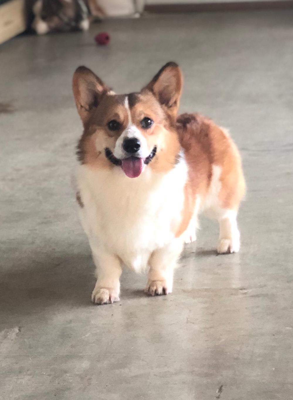 Corgi breeder | Corgis at Elfin Farms | United States