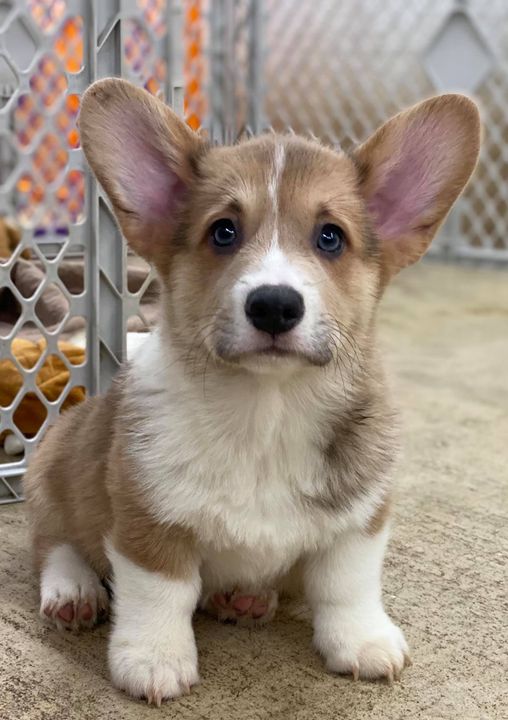 Corgi breeder | Corgis at Elfin Farms | United States
