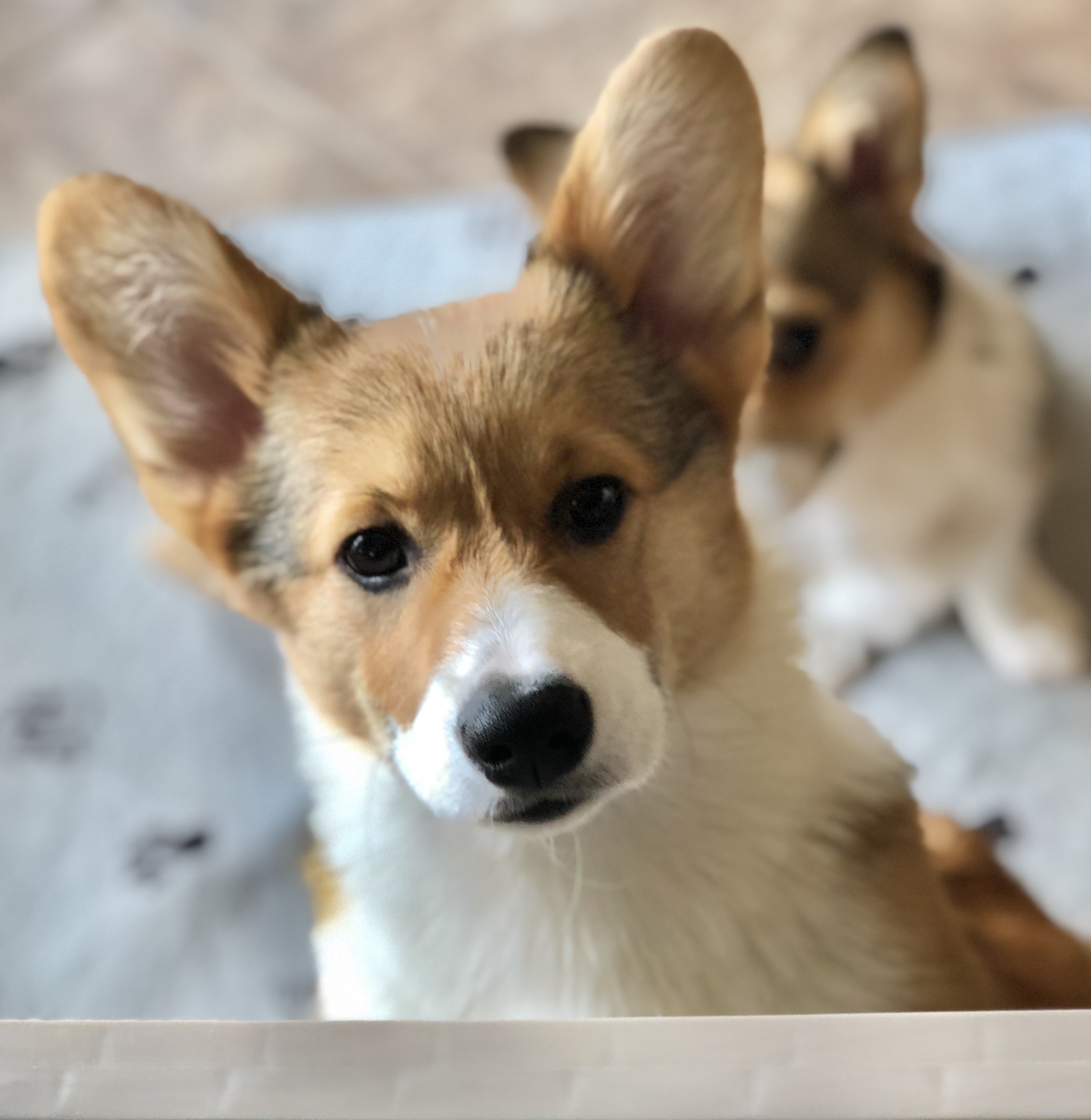 Corgi breeder | Corgis at Elfin Farms | United States