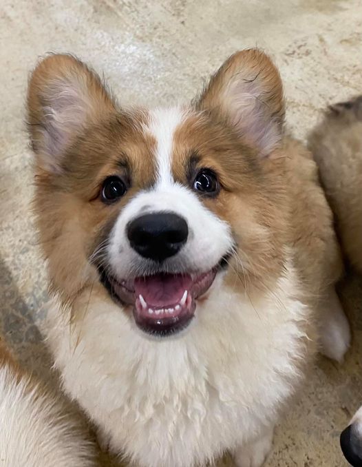 Corgi breeder | Corgis at Elfin Farms | United States