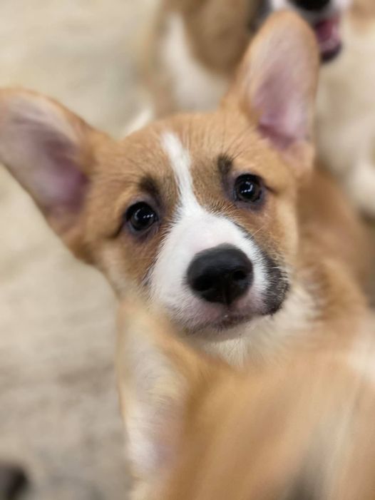 Corgi breeder | Corgis at Elfin Farms | United States