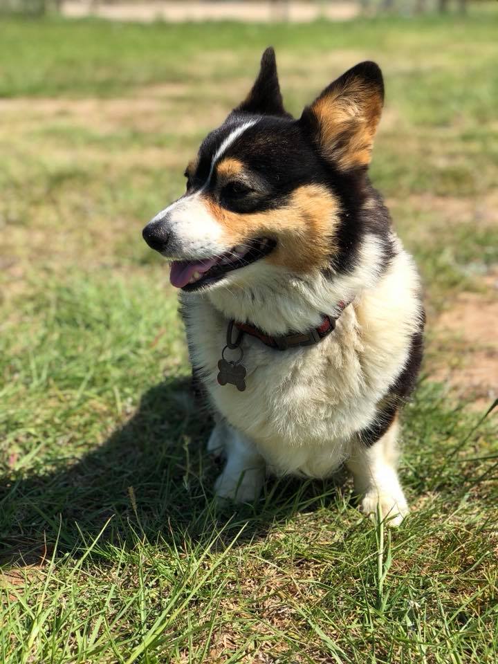 Corgi breeder | Corgis at Elfin Farms | United States