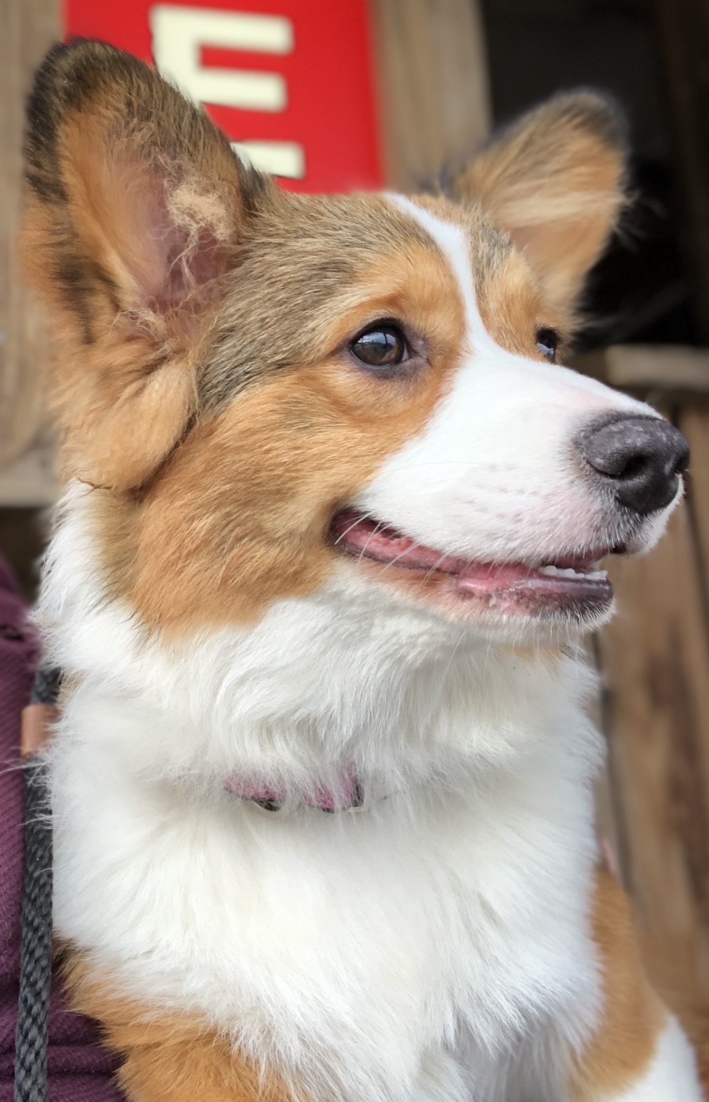 Corgi breeder | Corgis at Elfin Farms | United States