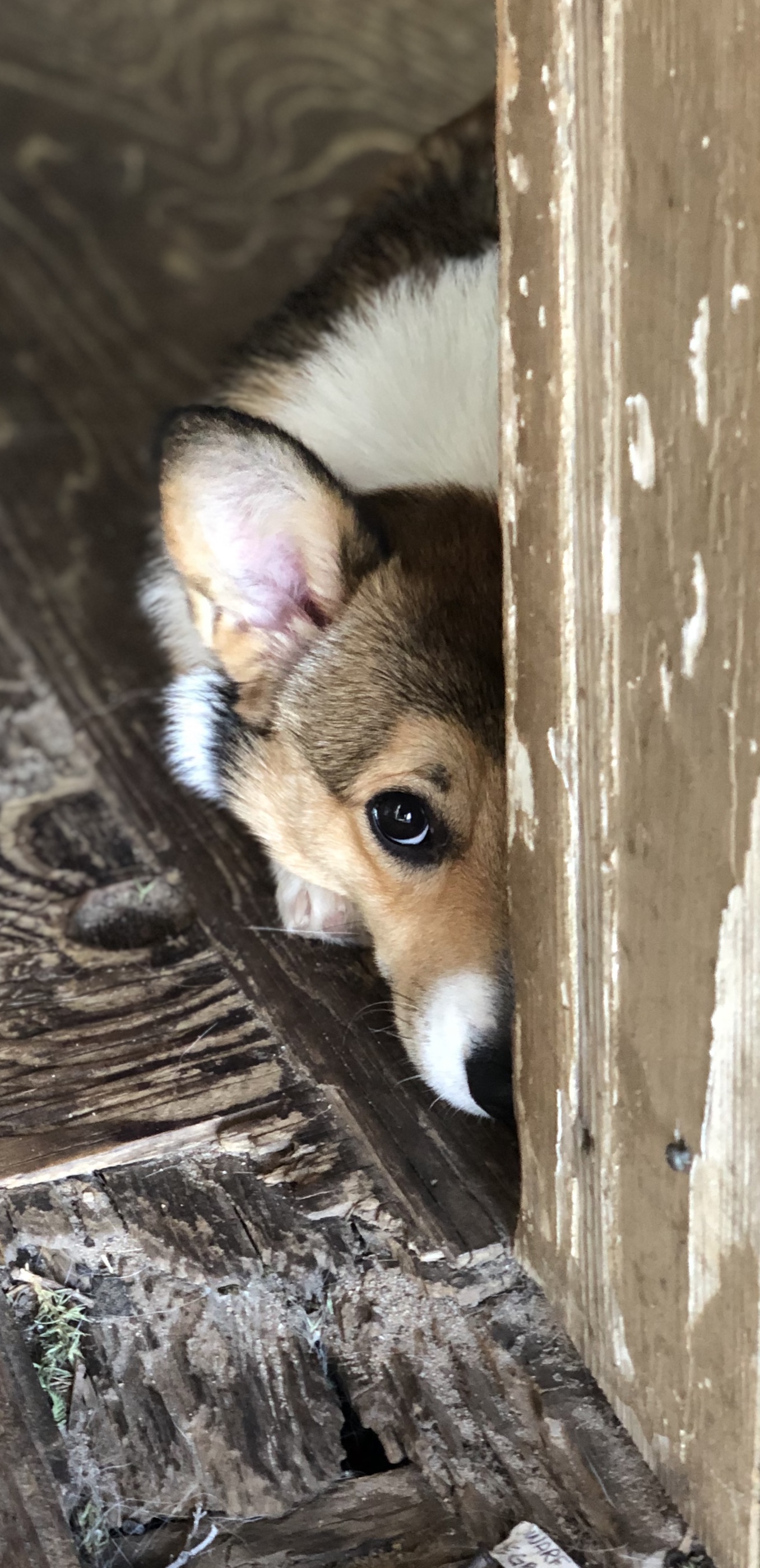 Corgi breeder | Corgis at Elfin Farms | United States