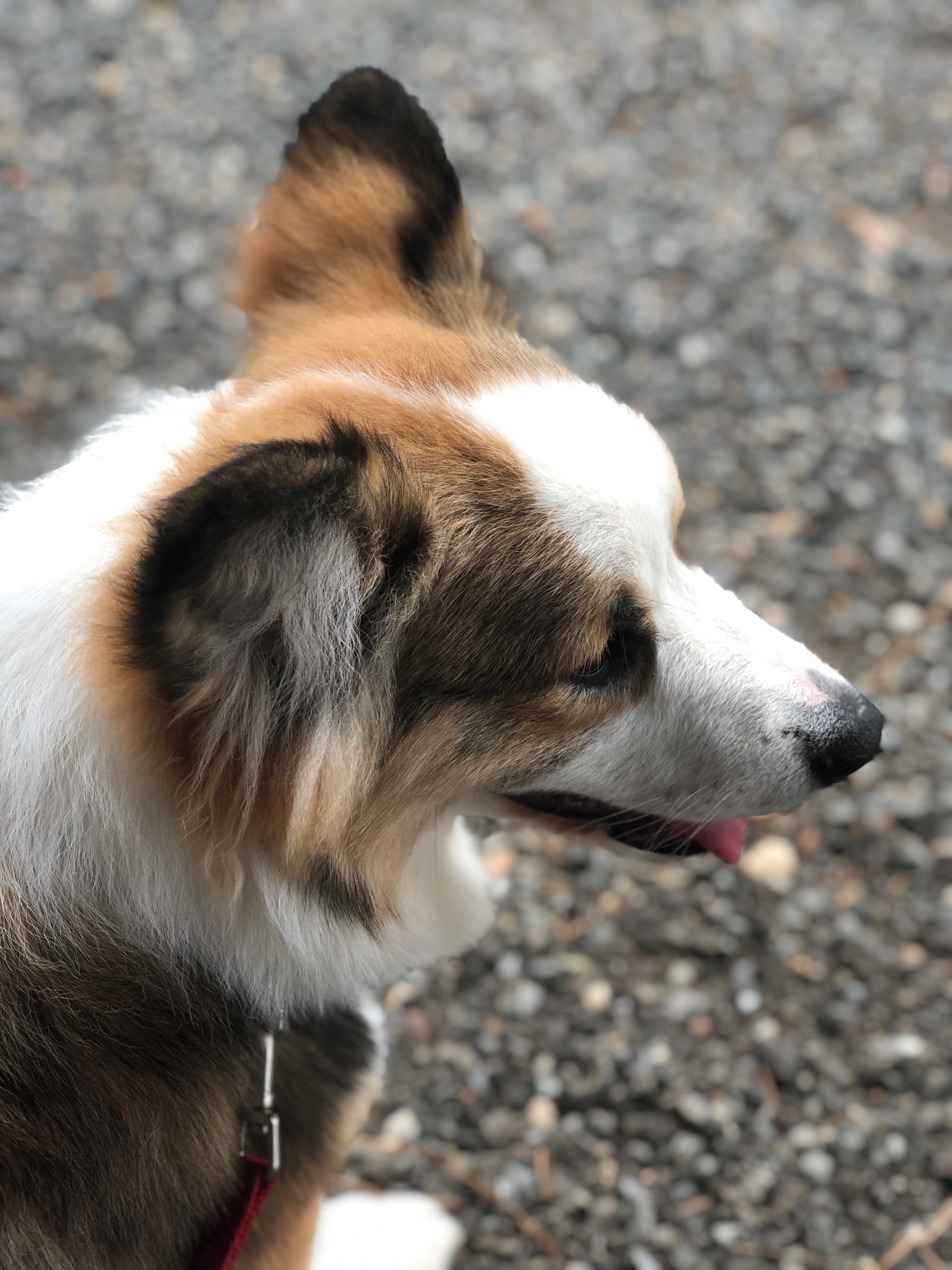 Corgi breeder | Corgis at Elfin Farms | United States