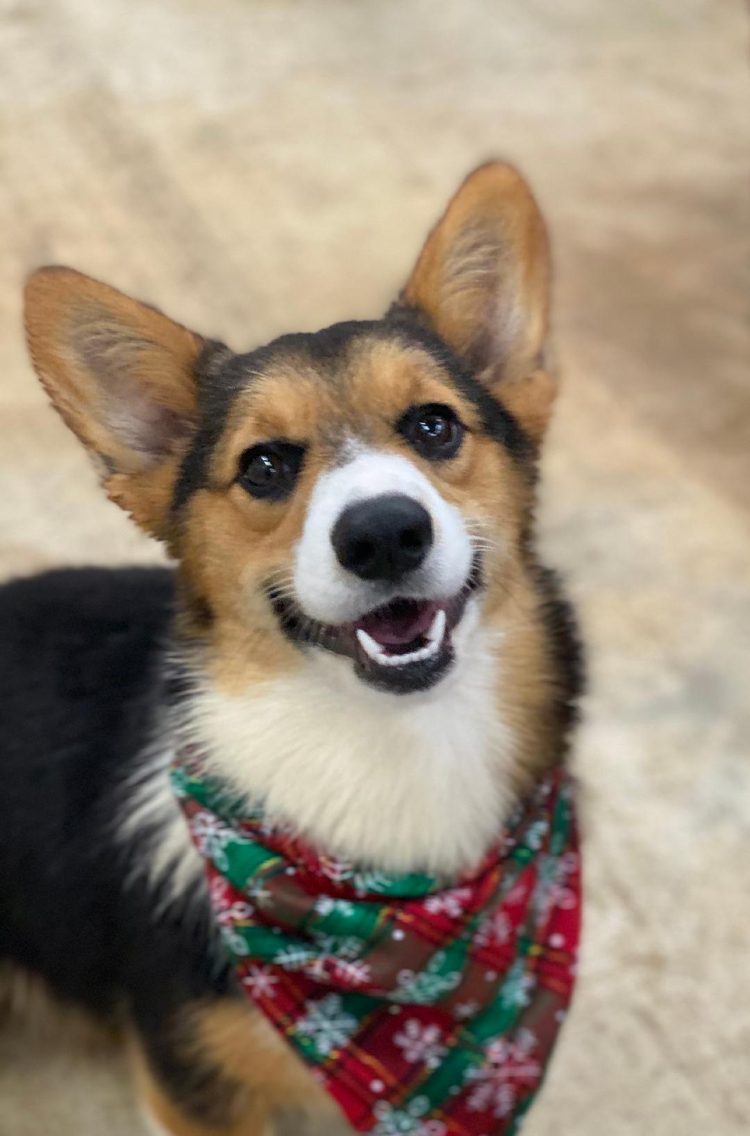Corgi breeder | Corgis at Elfin Farms | United States