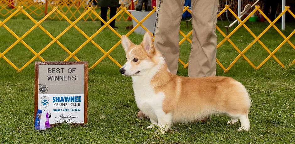 Corgi breeder | Corgis at Elfin Farms | United States