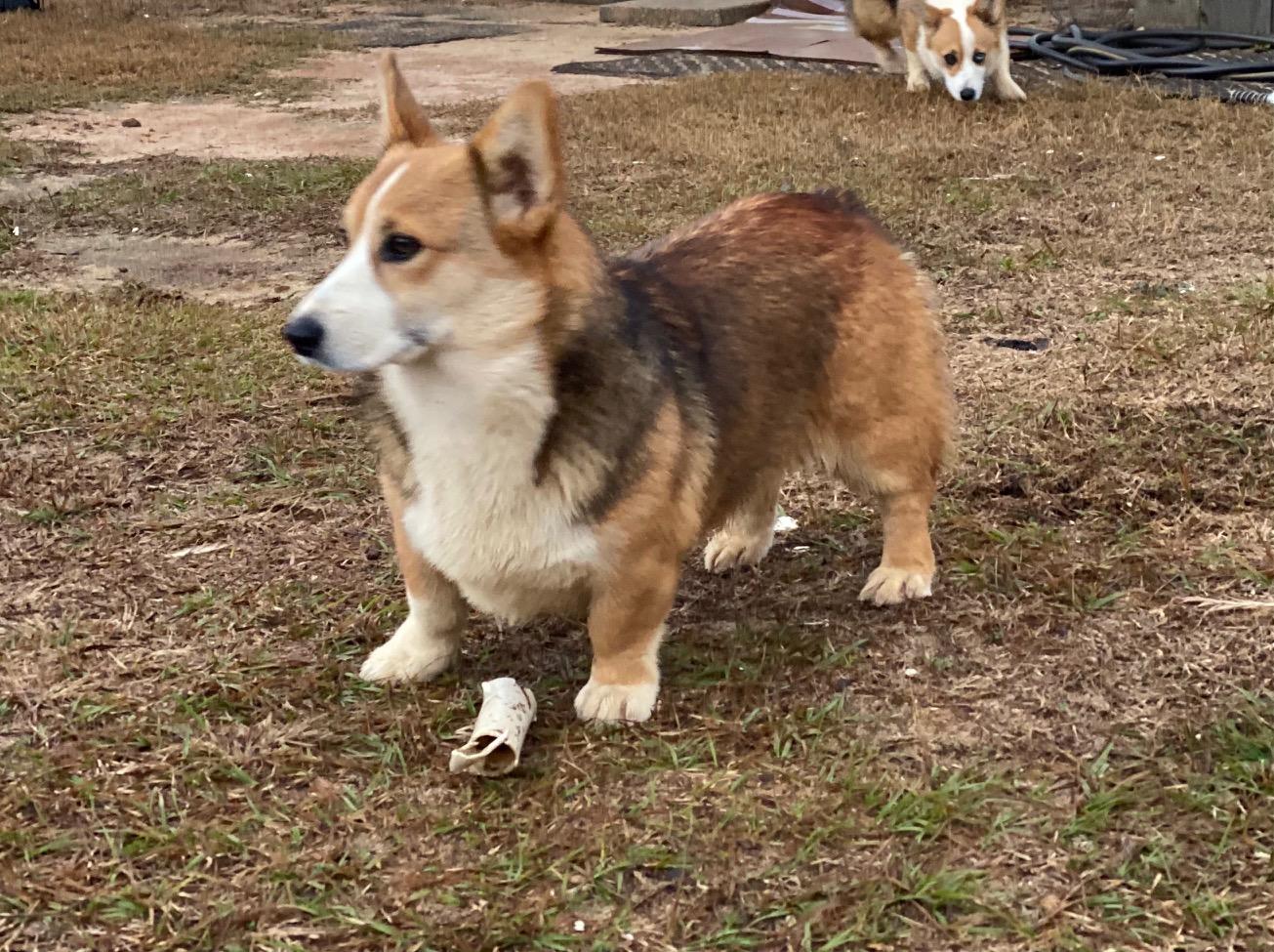 Corgi breeder | Corgis at Elfin Farms | United States