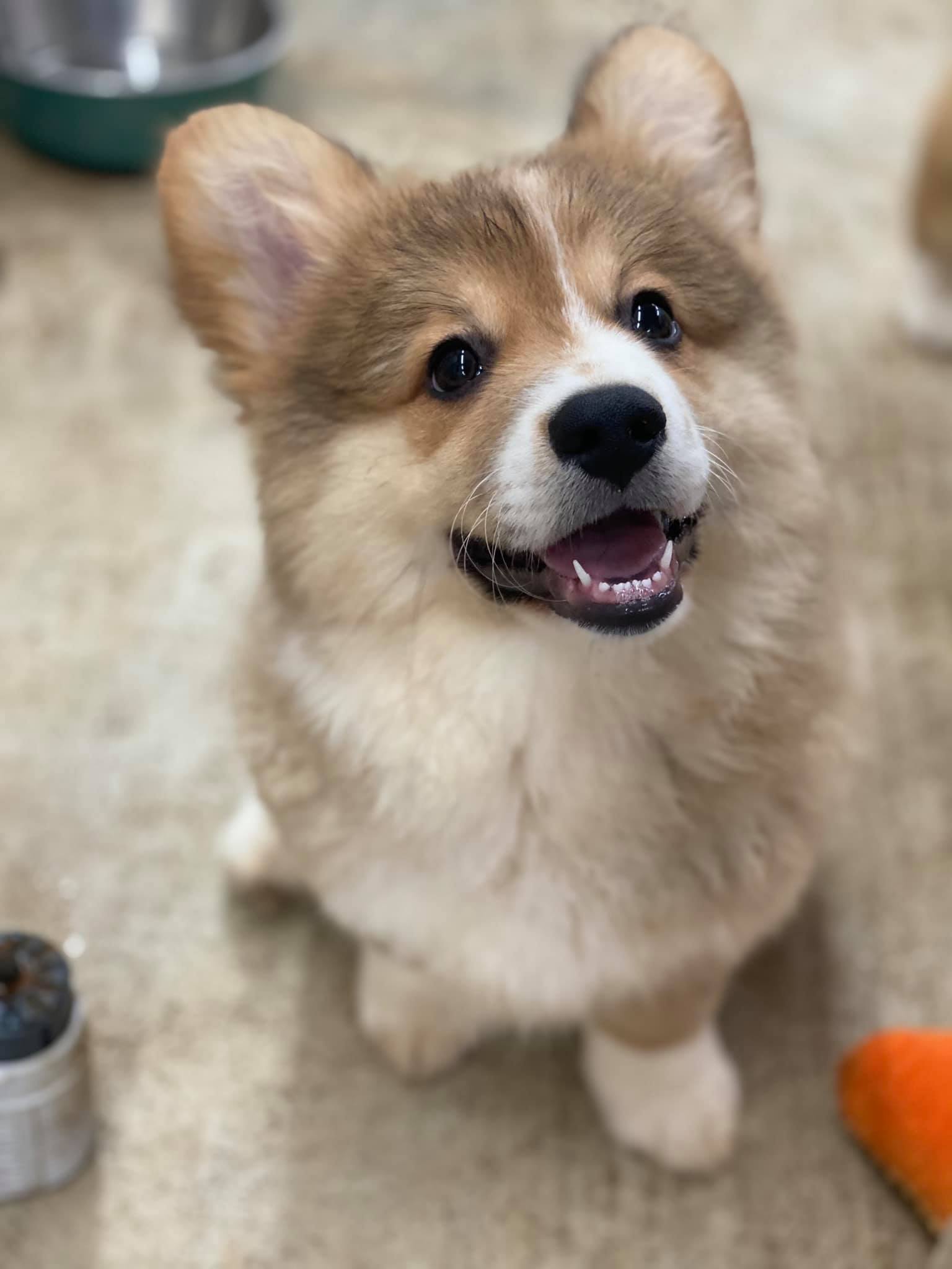 Corgi breeder | Corgis at Elfin Farms | United States