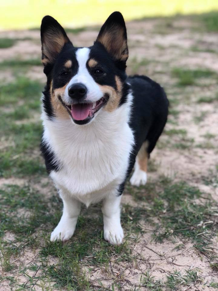 Corgi breeder | Corgis at Elfin Farms | United States