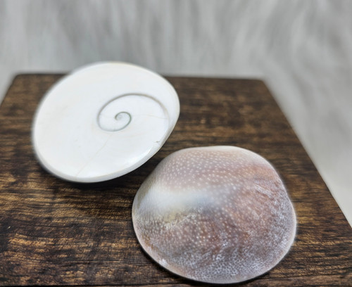 Shiva Shell | website