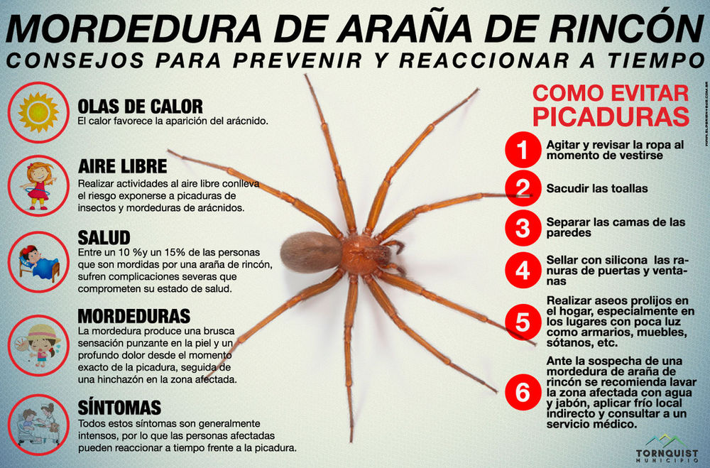 Precaución con la picadura de la araña de los rincones