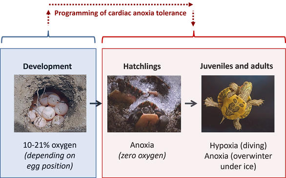 Turtle programming | The Galli Lab