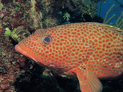 Strawberry (Red Hind) Grouper (Epinephelus guttatus) | Caribbean Tropicals