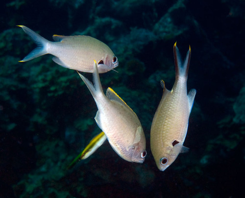 Brown (Yellowedge) Chromis Damsel (Chromis multilineata) | Caribbean ...