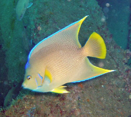 Blue Angelfish (Holacanthus bermudensis) | Caribbean Tropicals