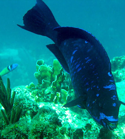 midnight parrotfish range