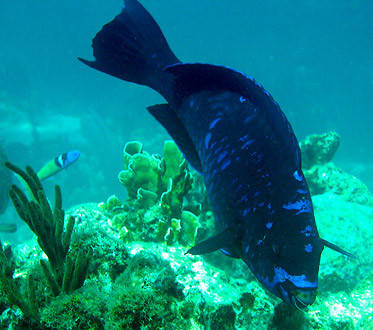 Midnight Parrotfish (Scarus coelestinus) | Caribbean Tropicals