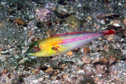 Blue Lip Parrot (Cryptotomus roseus) | Caribbean Tropicals