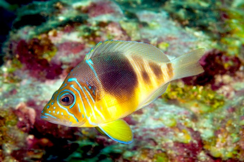 Barred Hamlet (Hypoplectrus puella) | Caribbean Tropicals