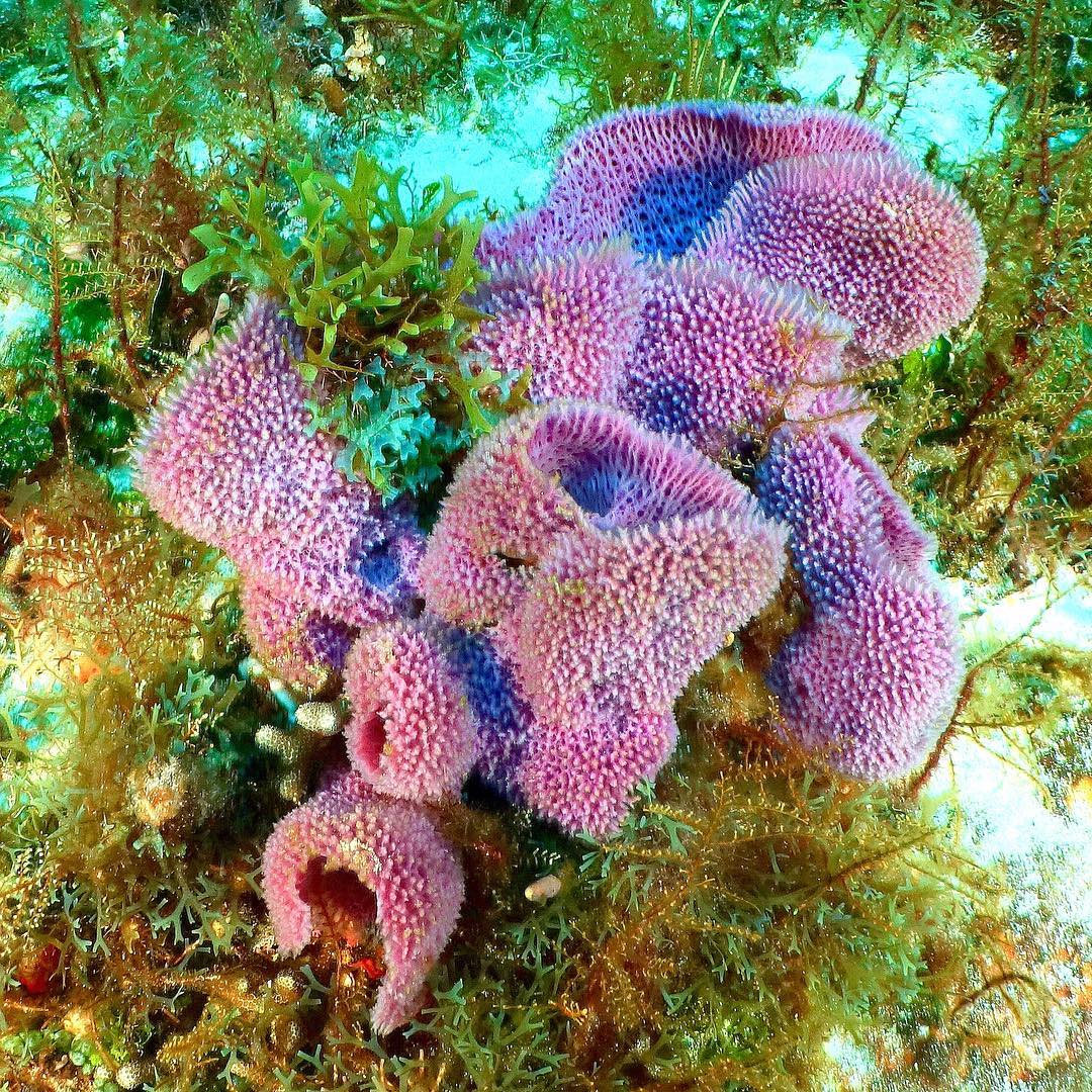 Home | Caribbean Tropicals