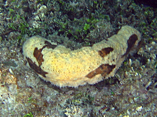 Sea Cucumbers | Caribbean Tropicals