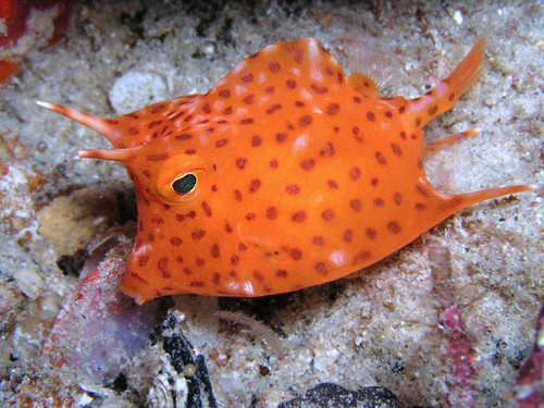 Honeycomb Cowfish (Acanthostracion polygonius) | Caribbean Tropicals