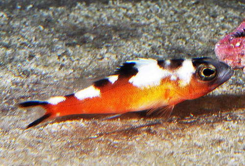 Tobacco Basslet (Serranus tabacarius) | Caribbean Tropicals