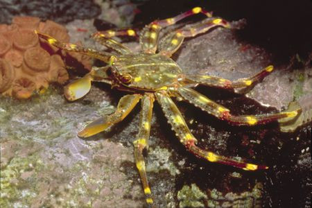 Sally Lightfoot Crab | Caribbean Tropicals