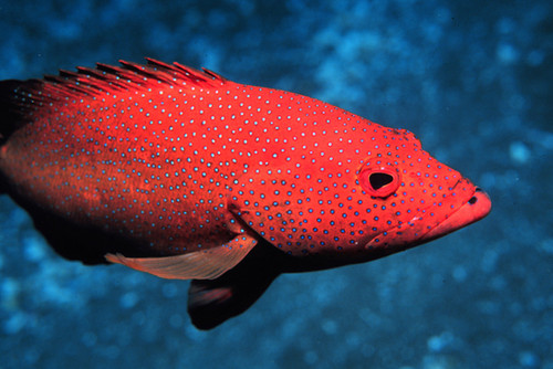 Coney Grouper (Cephalopholis fulva) | Caribbean Tropicals