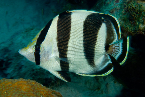 Banded Butterfly (Chaetodon striatus) | Caribbean Tropicals