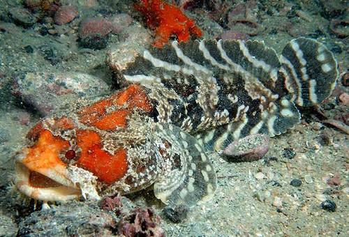 Gulf Toadfish (Opsanus beta) | Caribbean Tropicals