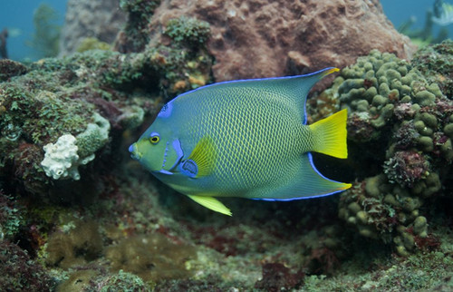 Hybrid Queen x Blue Angelfish | Caribbean Tropicals