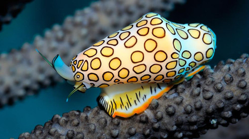 Flamingo Tongue Snail | Caribbean Tropicals