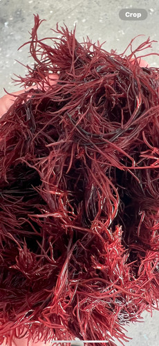 Red Ogo (Gracilaria parvispora) | Caribbean Tropicals