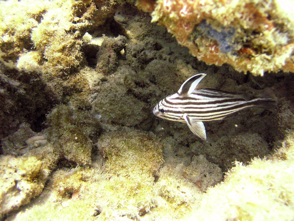 Drums, Hogfish and Eels | Caribbean Tropicals