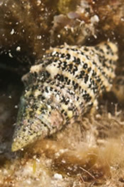 Cerith Snail | Caribbean Tropicals