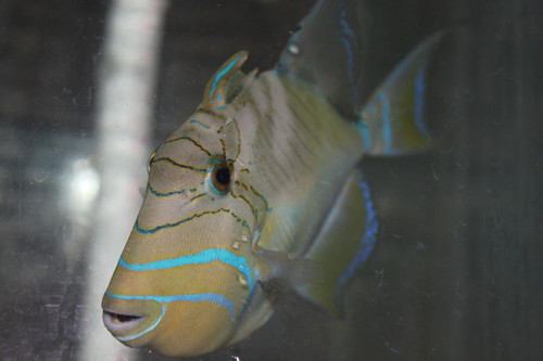 queen triggerfish aquarium
