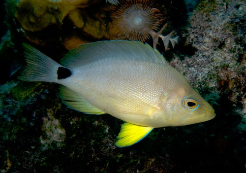 Butter Hamlet (Hypoplectrus unicolor) | Caribbean Tropicals