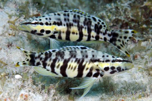 Harlequin Basslet (Serranus tigrinus) | Caribbean Tropicals