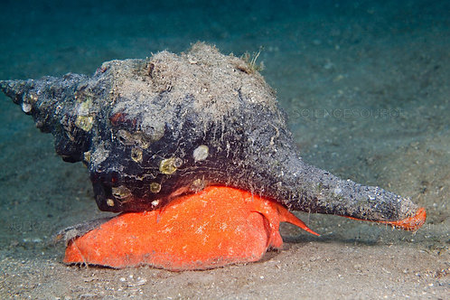 Horse Conch | Caribbean Tropicals