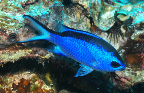 Blue Chromis Damsel (Chromis cyanea) | Caribbean Tropicals