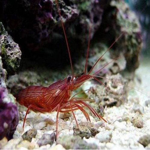 Peppermint Shrimp | Caribbean Tropicals