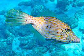 Home | Caribbean Tropicals