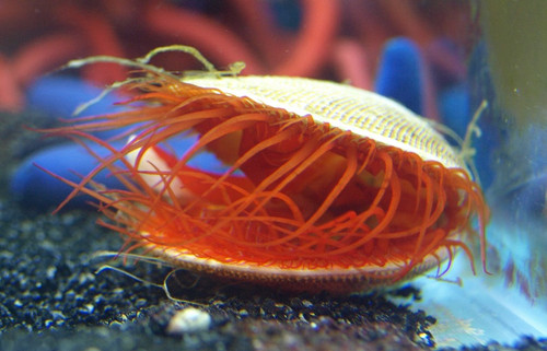 Flame Scallop (Ctenoides scaber) | Caribbean Tropicals